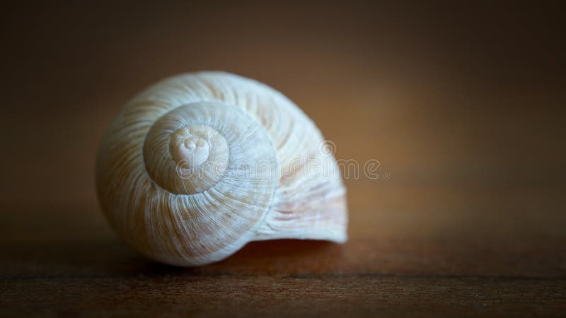 Empty Snail Shell As Decoration on a Table Stock Image - Image of ...
