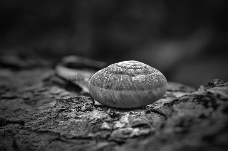 Empty snail shell stock image. Image of life, empty, spiral - 84359441
