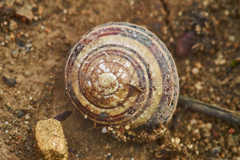 Empty snail shell stock photo. Image of close, color - 88212292
