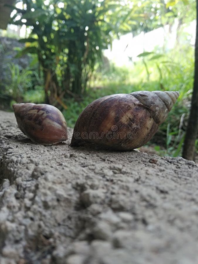 Double snail shell stock photo. Image of double, shell - 257676134