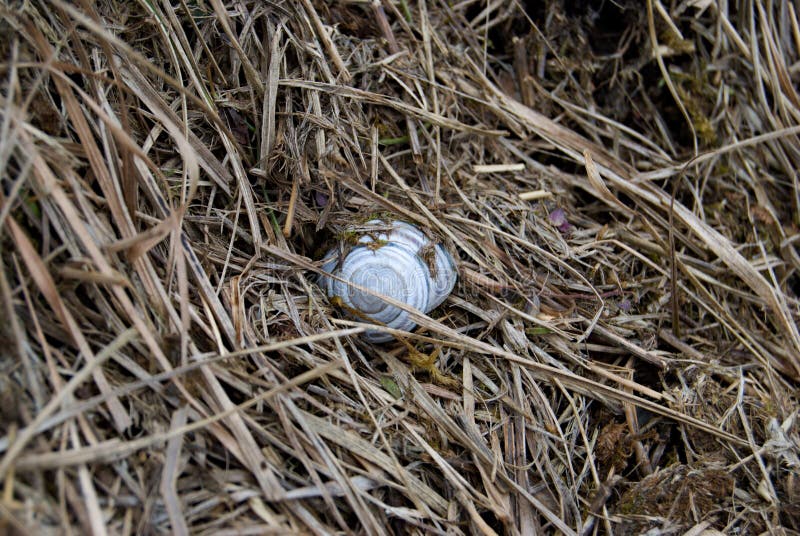 Empty Snail Shell in a Dry Grass Stock Photo - Image of sand, macro ...
