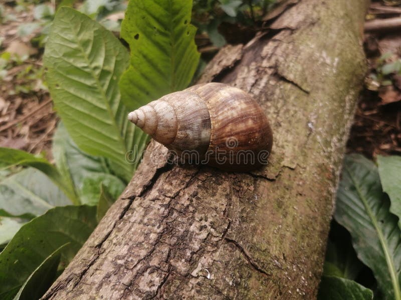 Empty Snail Shell on the Dry Log. Stock Photo - Image of snail, shell ...