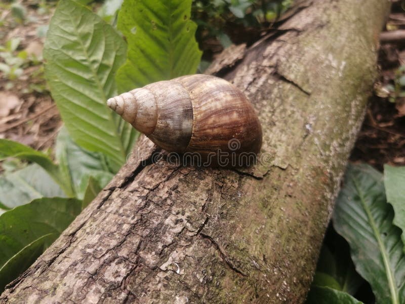 Empty Snail Shell on Dry Log. Stock Photo - Image of sell, empty: 362462924
