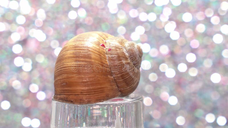 Snail Shell of a Tropical Snail Usually Grows only 15 To 20 Cm, Stock ...