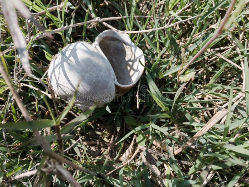 An Empty Snail Shell Lying on the Ground Near a Swamp. Stock Image ...