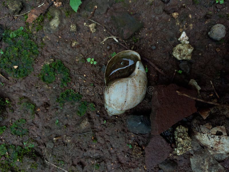 Former Snail Shell Filled with Water Stock Image - Image of filled ...