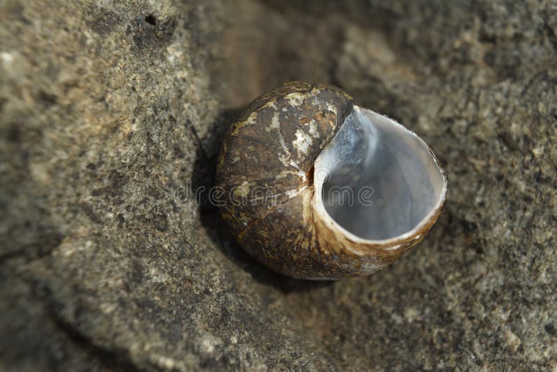 Empty Snail Shell on Top of the Rock Stock Photo - Image of shell ...