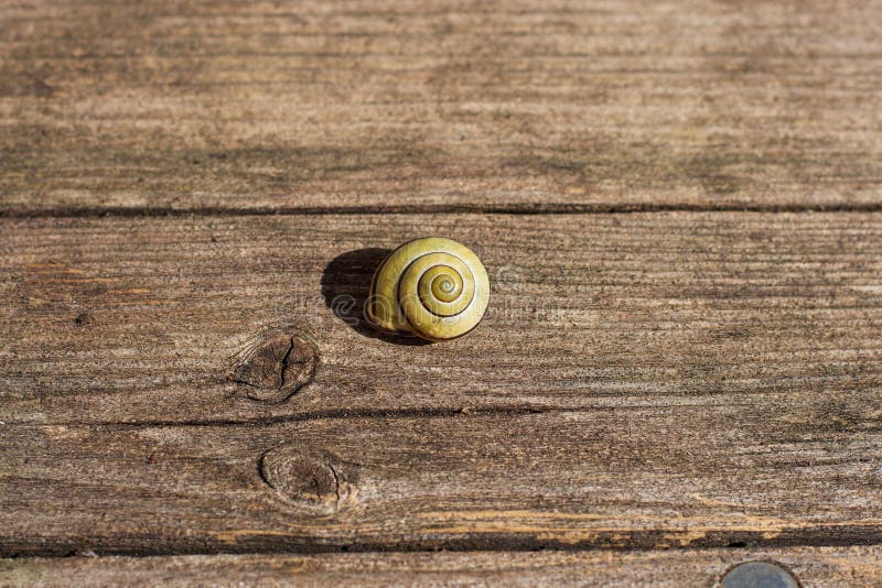 Small Empty Snail Shell with Spiral House Stock Image - Image of wooden ...