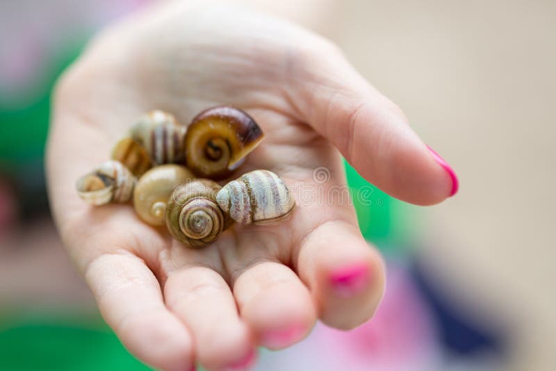 Empty Snail Shells Human's Hand Stock Photos - Free & Royalty-Free ...