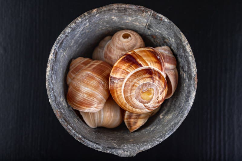 Empty Snail Shells in a Metal Container. Colorful Shells on a Dark ...