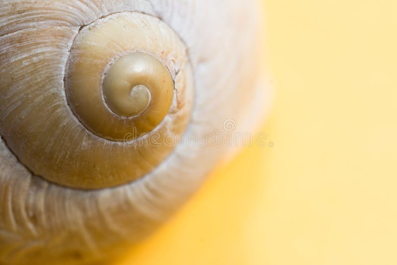 Empty snail shells stock image. Image of escargot, mobile - 174967269