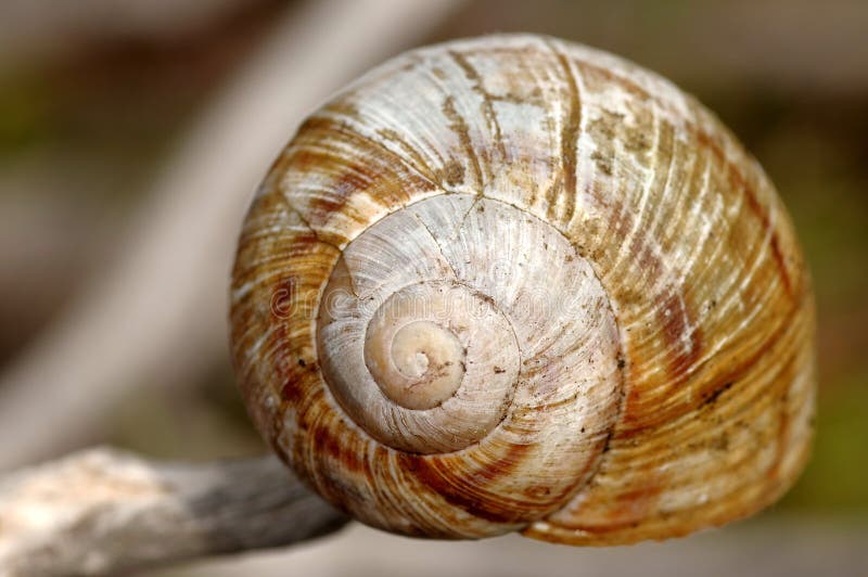 Empty snail shell stock photo. Image of safe, animals - 40583454
