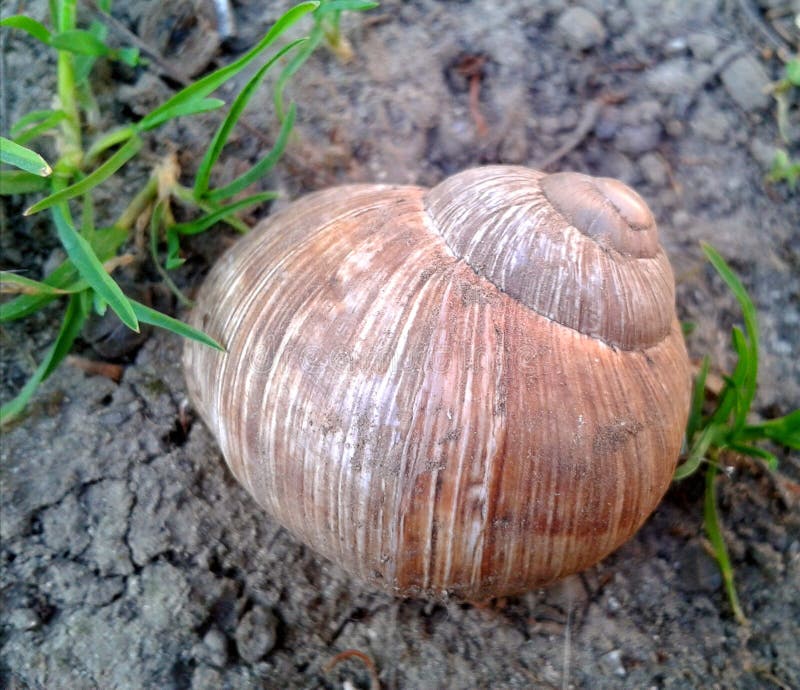 Shell like heart stock image. Image of abstract, shell - 5414497