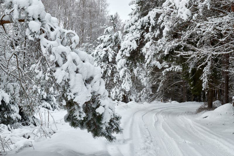 Empty snow covered road stock photo. Image of rural - 137494572