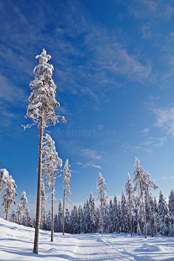 Empty Snow Covered Road in Winter Landscape Stock Photo - Image of line ...