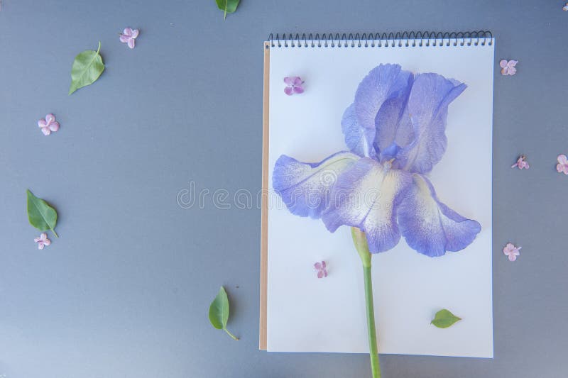 Empty Space Background with Iris Flower, Cute Spring Banner Stock Photo ...