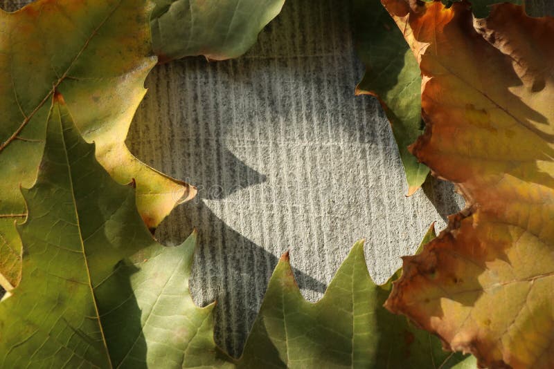 An Empty Space Leaking Out of a Deciduous Leaf Stock Photo - Image of ...