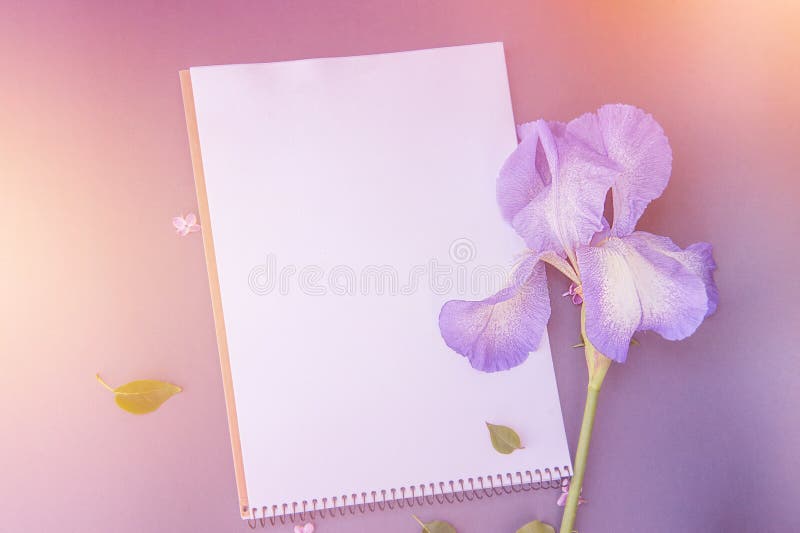 Empty Space White List with Gentle Iris Flower Stock Photo - Image of ...