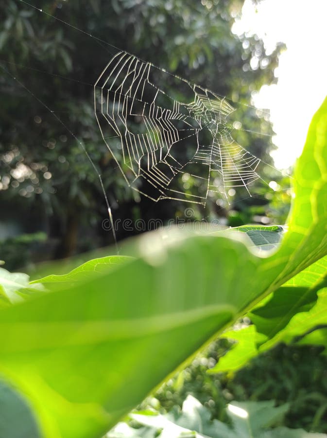 586 Broken Spider Web Stock Photos - Free & Royalty-Free Stock Photos ...