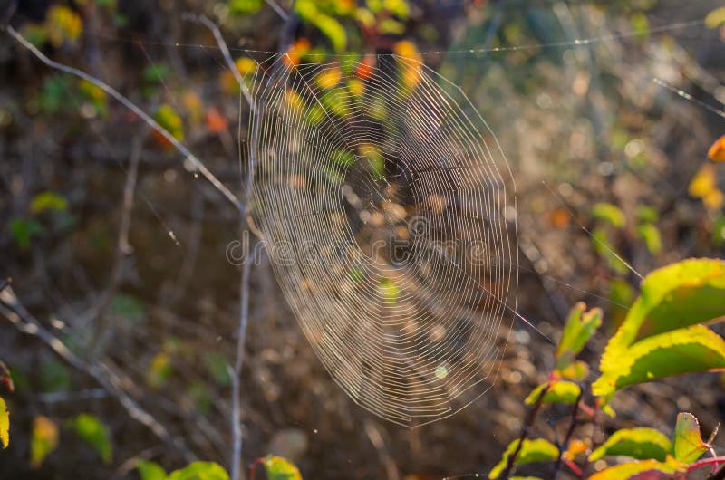 Empty Spider Web without Spider in the Morning Sun. Stock Photo - Image ...