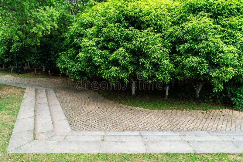 Empty Square Floor and Green Forest Natural Landscape Stock Image ...