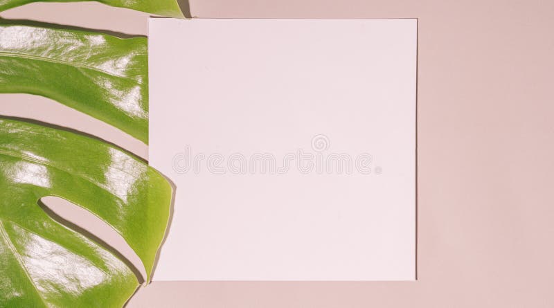 Empty Square Leaf on Pink Background Next To Monstera Leaf Stock Image ...
