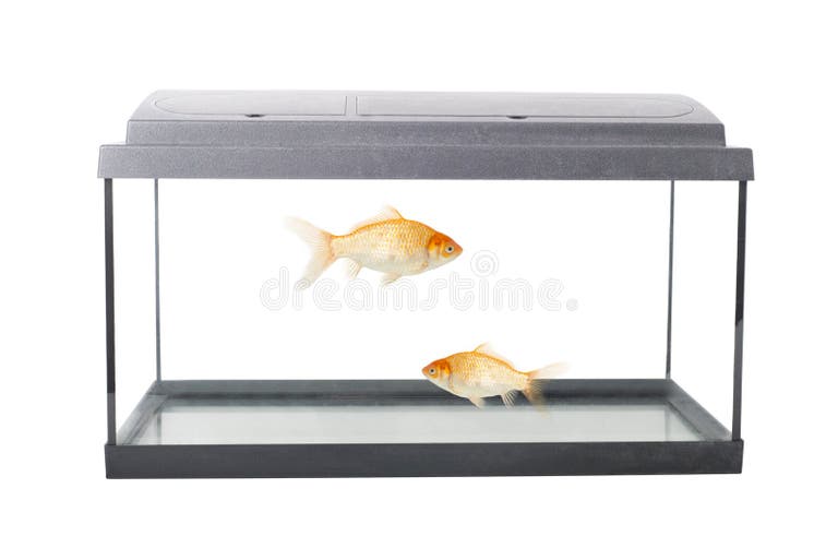 117 Covered Goldfish Asleep Stock Photos - Free & Royalty-Free Stock ...