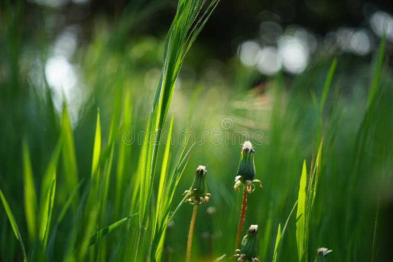 Empty Stem of Dandelion Flower with Closed Bud in Spring Garden, Side ...