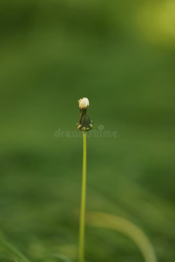 Round Fluffy Dandelion Flower Grow in Spring Garden, Side View Stock ...