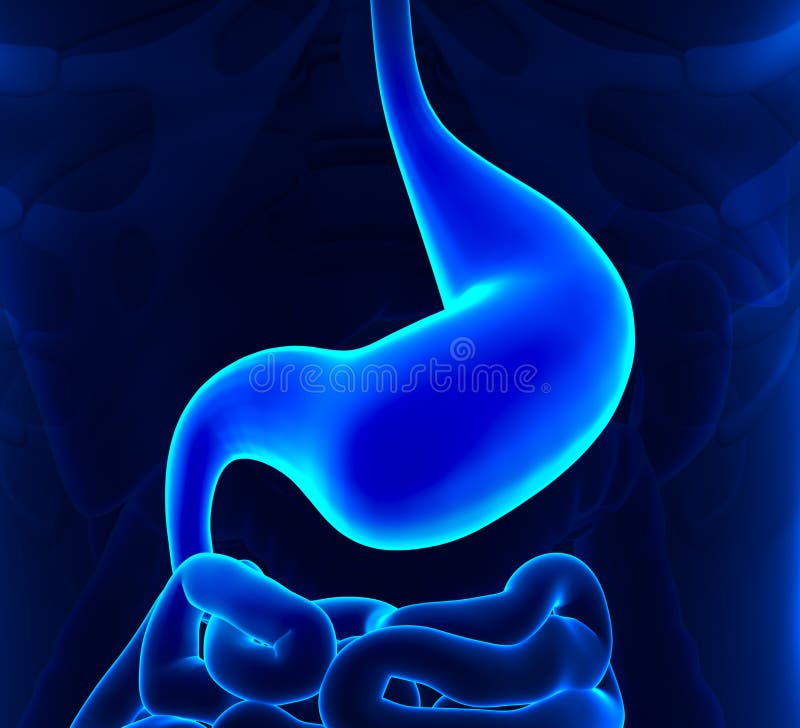 Empty Stomach - Healthy stock illustration. Illustration of body - 37933170