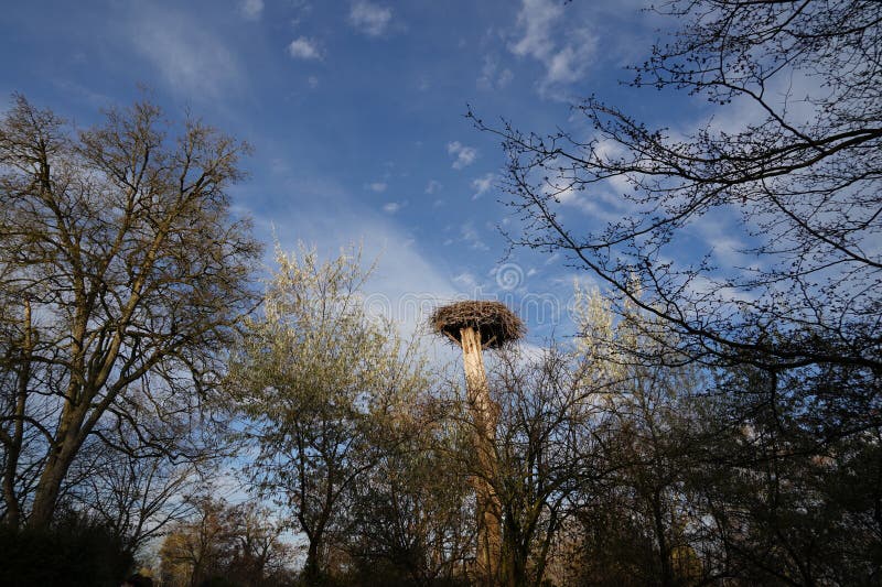 Empty Stork Nest Situated on a Trimmed Tree without Bark. Stock Image ...