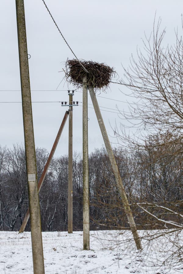 Empty Stork`s Nest on Electrical Pole Stock Image - Image of nest, bird ...