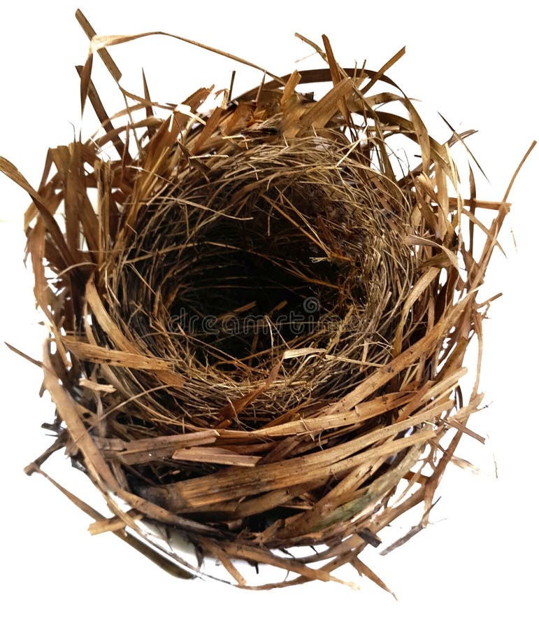 354 Empty Bird's Nest White Background Stock Photos - Free & Royalty ...