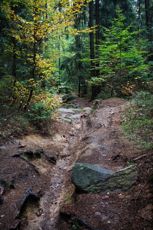 Empty Stream Channel in the Forest Stock Photo - Image of slope, fall ...