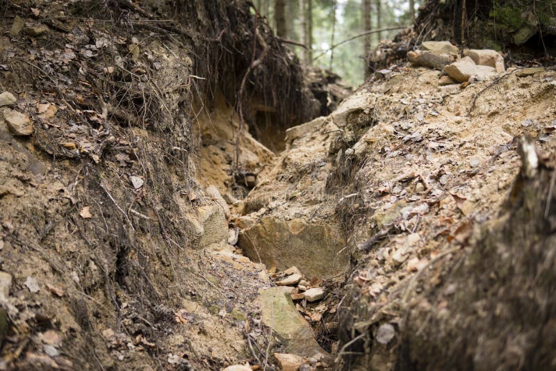 Empty Stream Inside of a Forest Stock Image - Image of season, river ...