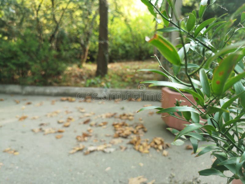Empty Street at the Nice and Comfortable Garden at the Morning. Stock ...