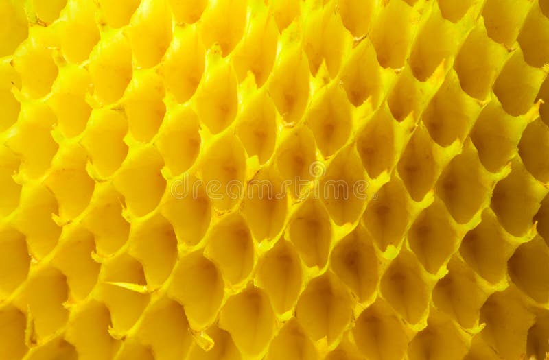 Empty sunflower cells stock image. Image of nature, texture - 18070493