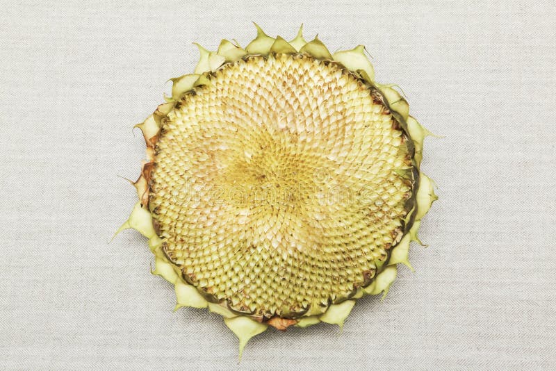 Empty sunflower head. stock image. Image of closeup, seed - 85347883