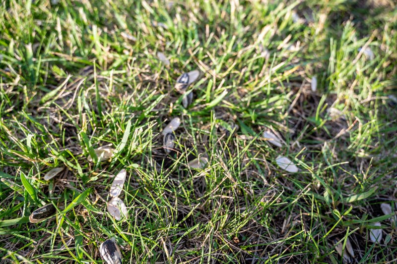 Empty Sunflower Seed Shells Tossed in on the Ground and Grass Stock ...
