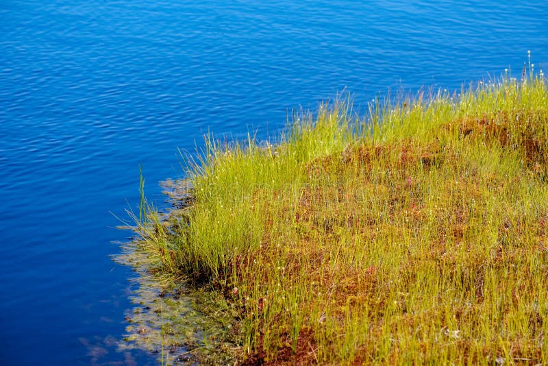 Empty Swamp Landscape with Water Ponds and Small Pine Trees Stock Image ...