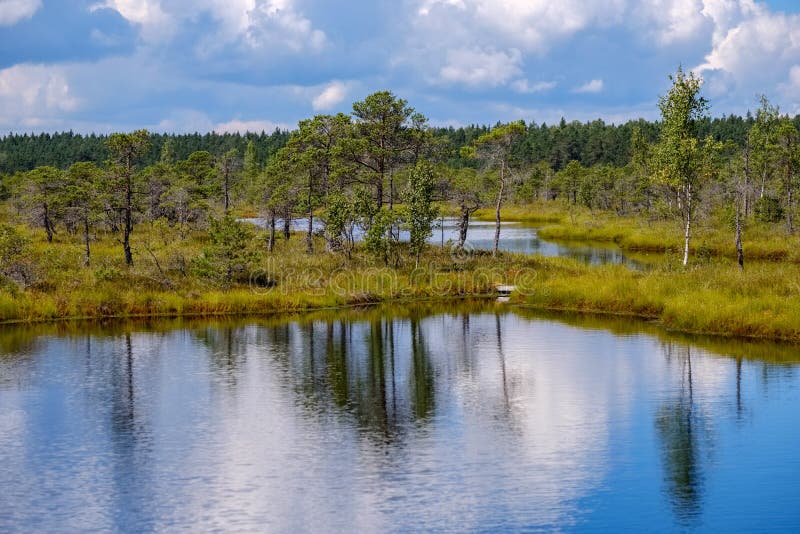 Empty Swamp Landscape with Water Ponds and Small Pine Trees Stock Photo ...
