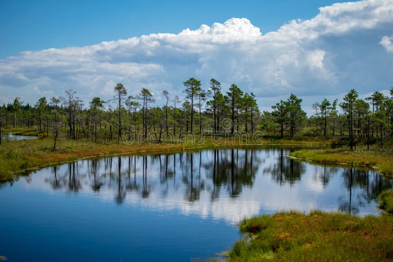 Empty Swamp Landscape with Water Ponds and Small Pine Trees Stock Image ...