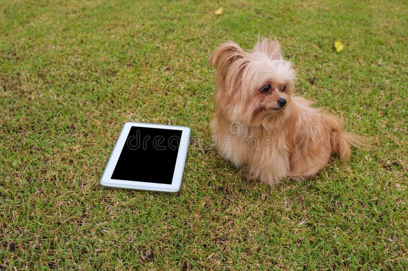 Empty Tablet with Dog stock photo. Image of field, communication - 50066510
