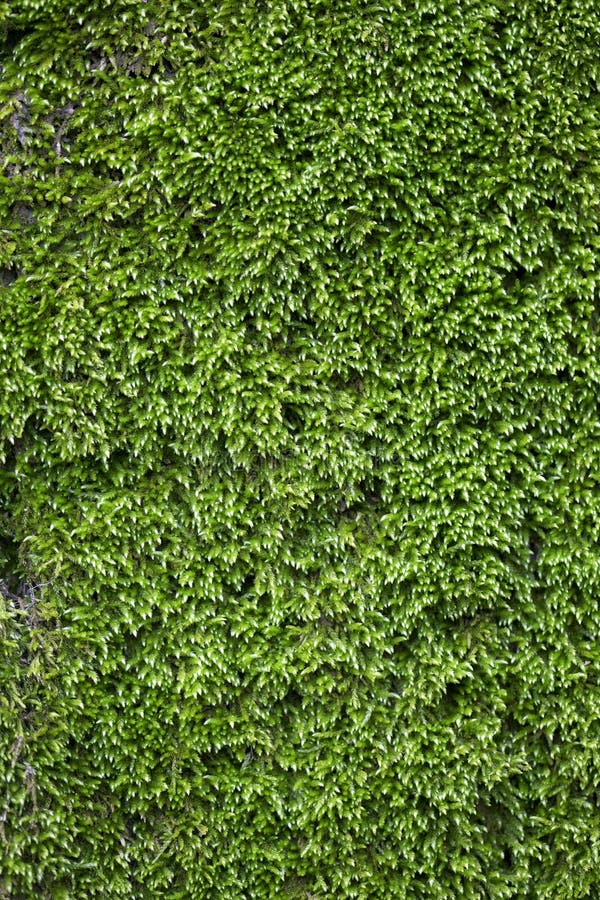 Empty Texture Background of Bright Green Moss Stock Image - Image of ...