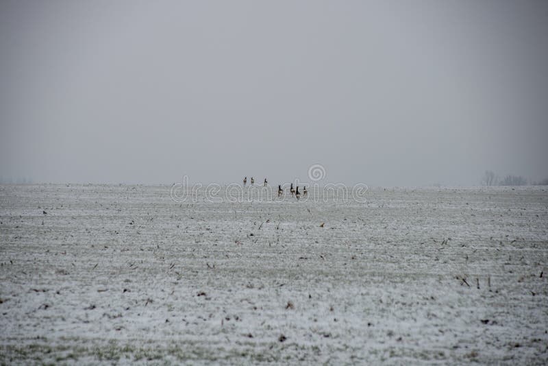 Empty Textured Field in Winter Countryside Stock Image - Image of ...