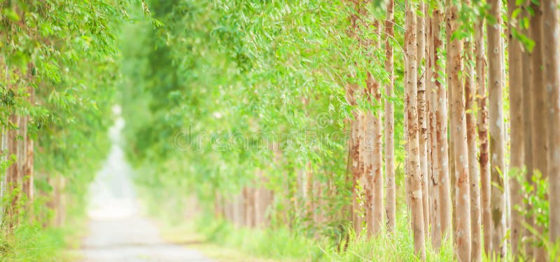 Empty and Tranquil Dirt Road, Beautiful Shape of Eucalyptus Tree Line ...