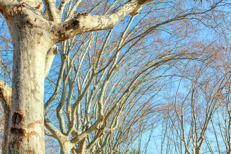 Empty tree branches stock image. Image of autumn, ecology - 193417563