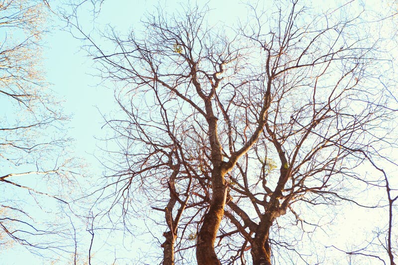 Alone tree at the field stock photo. Image of branch - 227892948