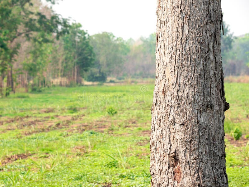 Empty Tree Trunk for Display Montags Forest and Foliage in Summer Stock ...