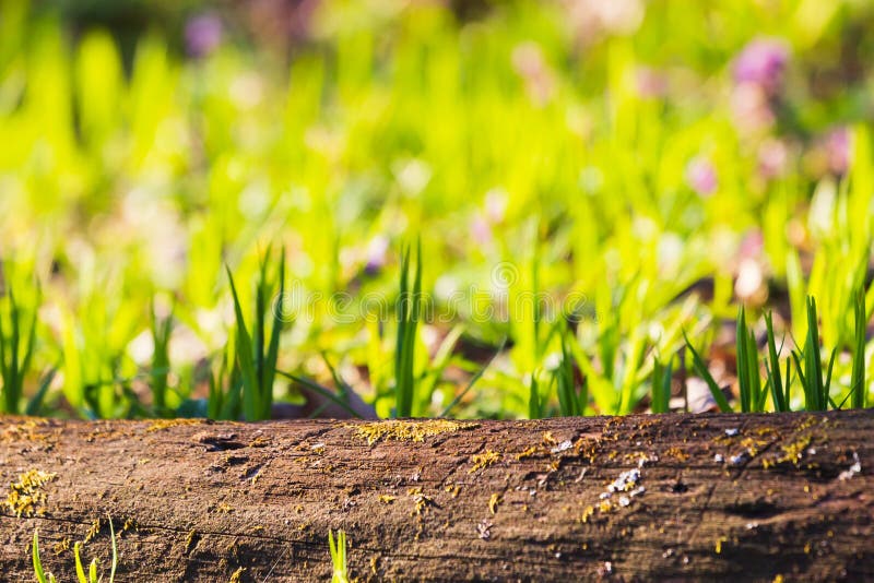 Empty Tree Trunk for Display Montags. Green Spring Soft Background ...